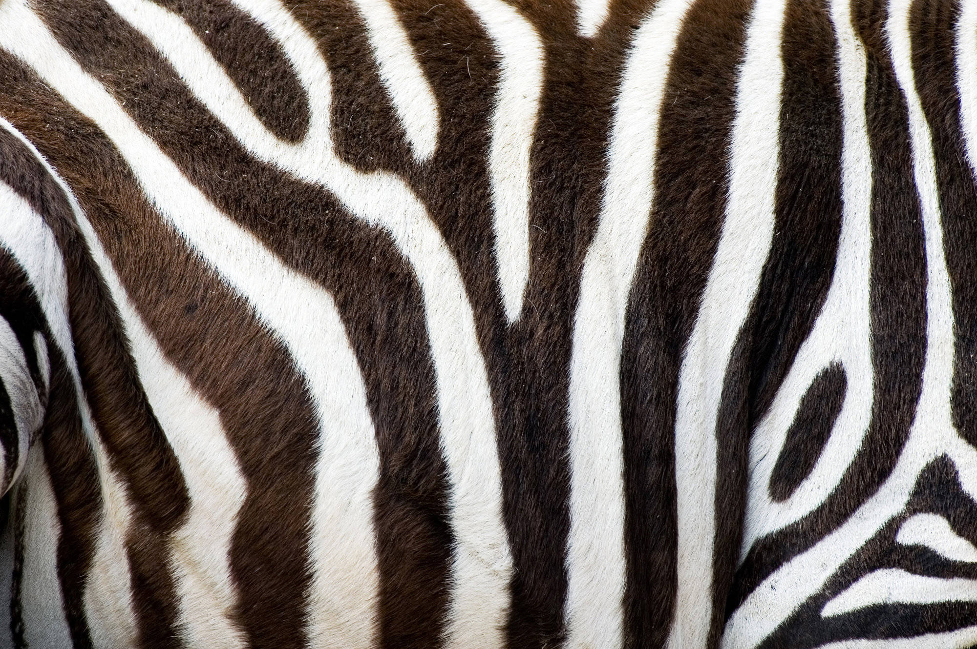 8 curiosidades sobre as zebras
