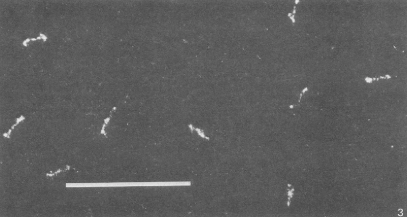 O que são os viróides e os obeliscos – e como podem afectar a sua saúde