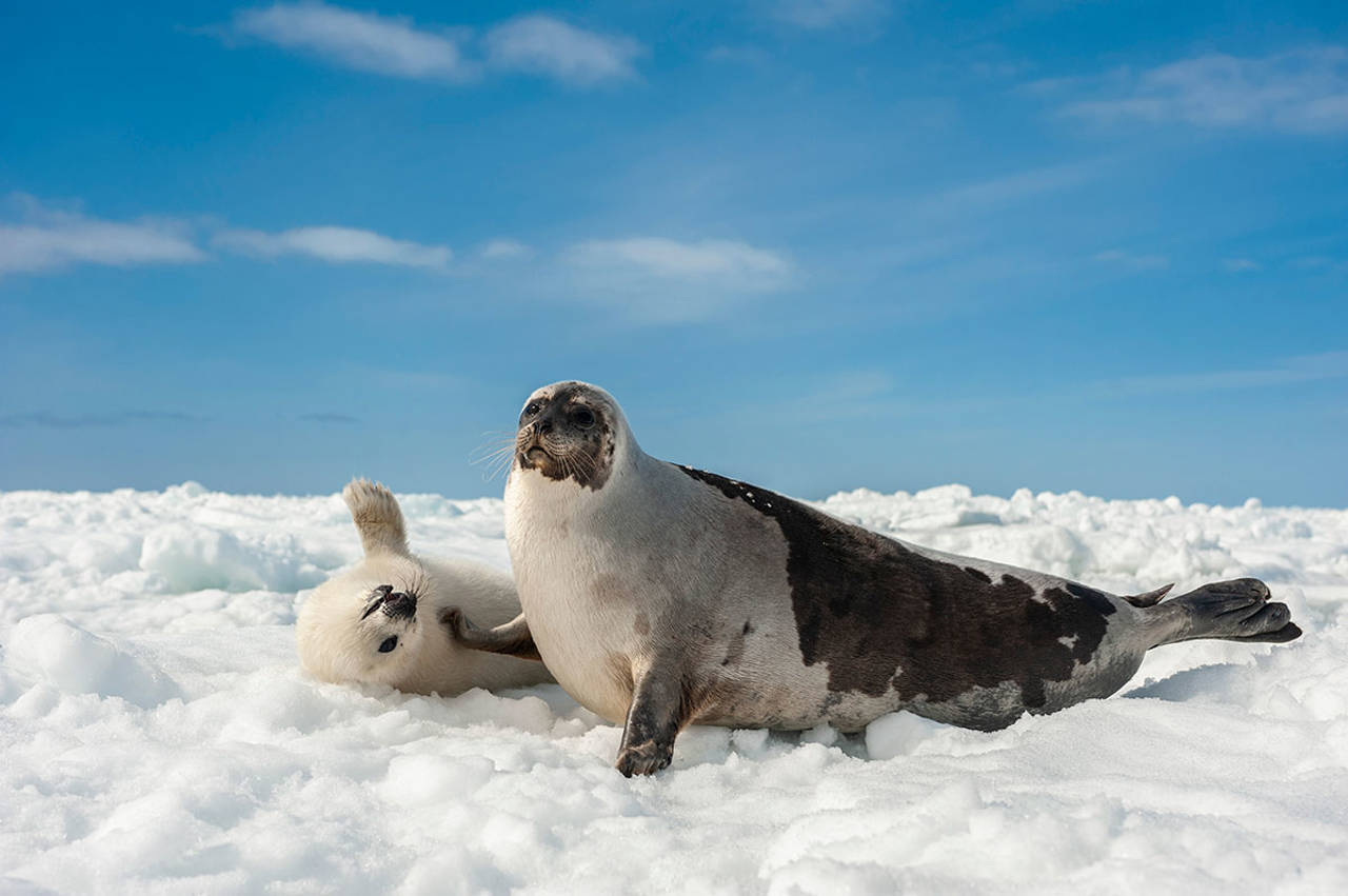 A luta pela sobrevivência das focas da Gronelândia em fotografias