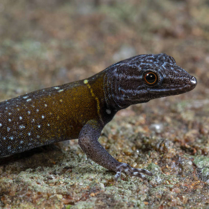 O que torna as tartarugas marinhas tão especiais