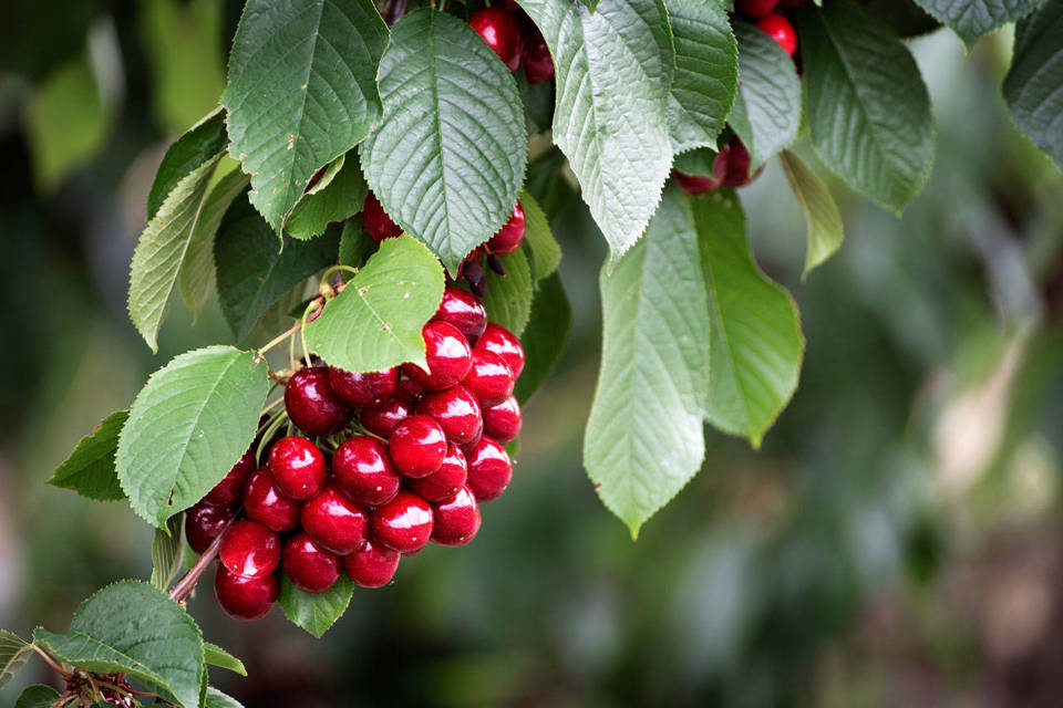Explicador: Da plantação das cerejeiras à colheita da cereja