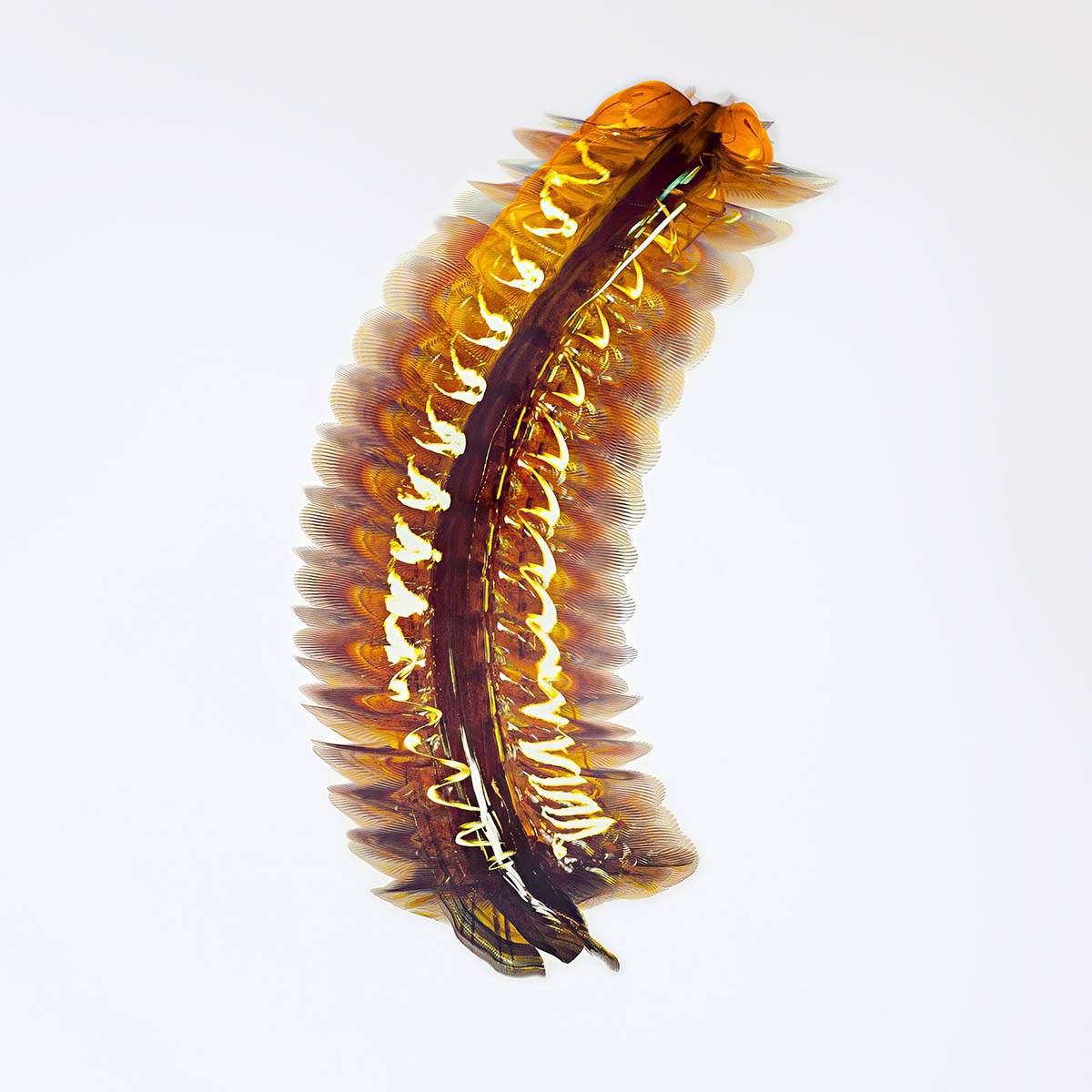 As "Entomografias", de Xavi Bou, transformam os insectos em obras de arte