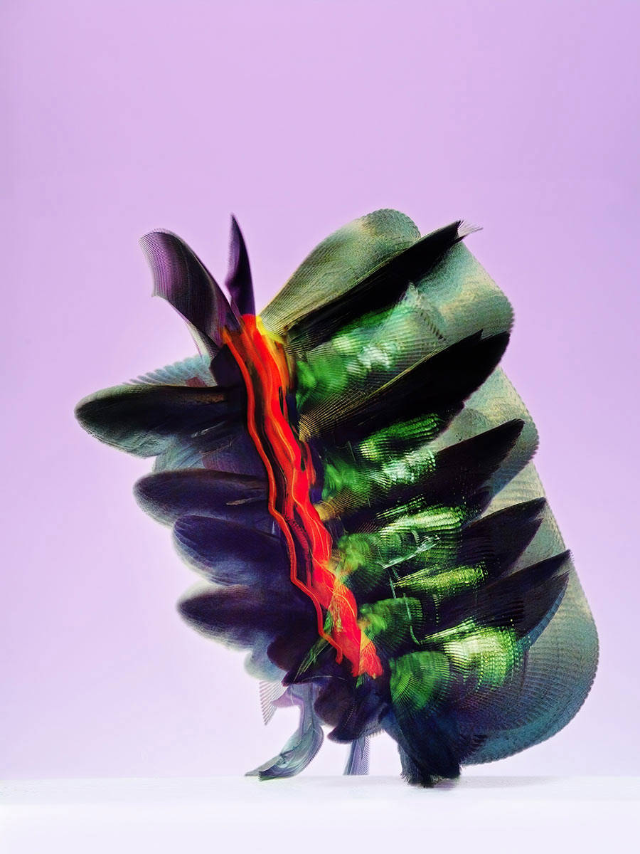 As "Entomografias", de Xavi Bou, transformam os insectos em obras de arte