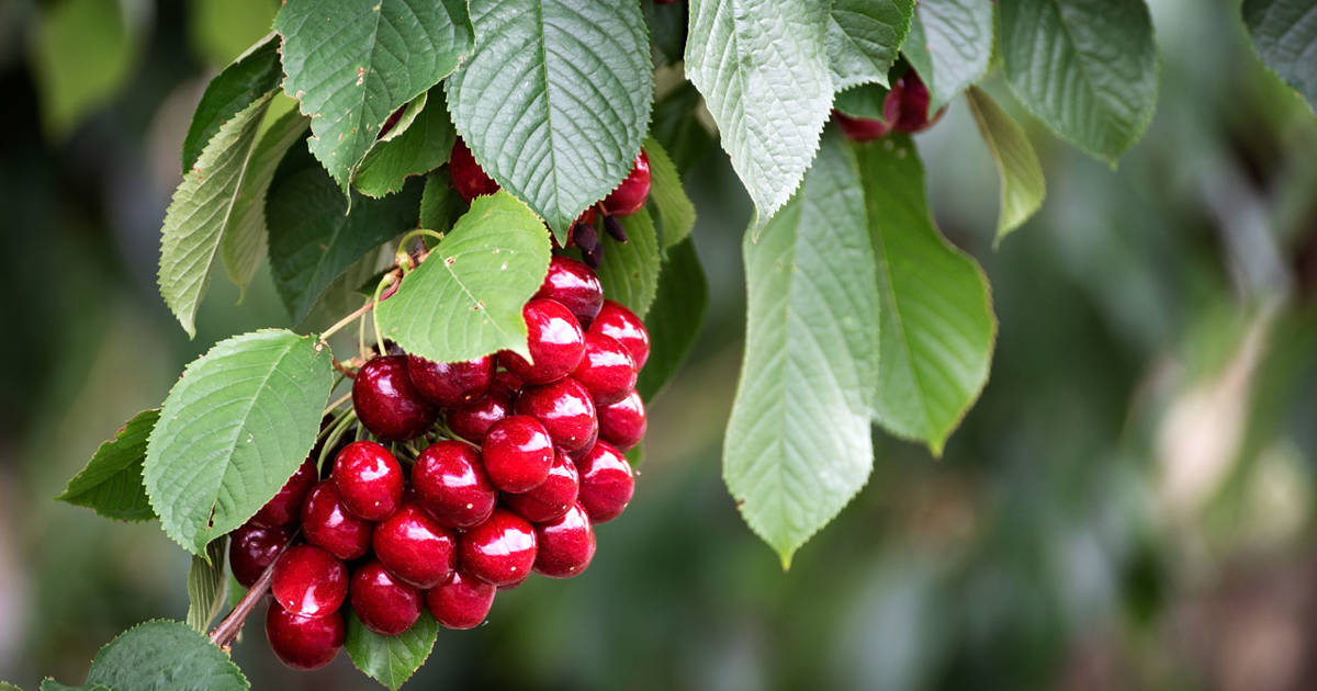 Explicador: Da plantação das cerejeiras à colheita da cereja