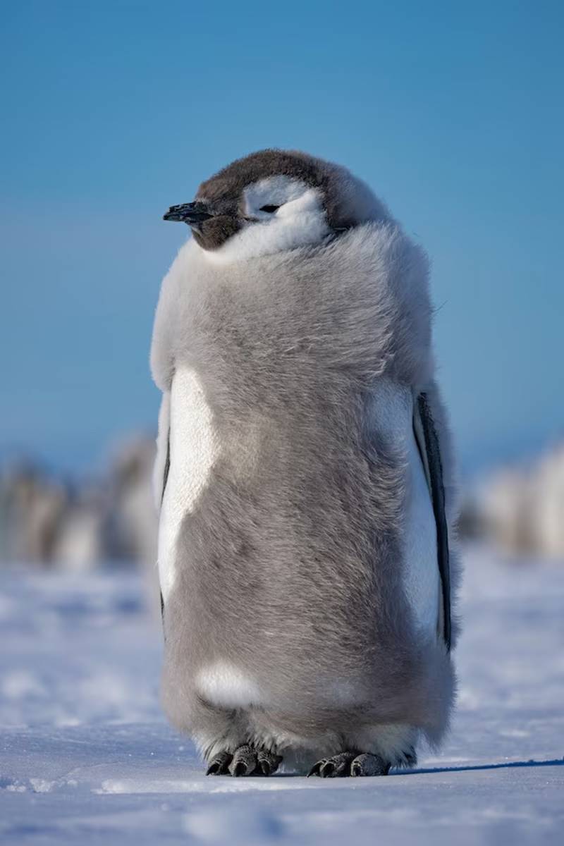 Pinguins-imperadores: O que os leva a saltar desta falésia?