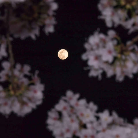 Lua cor-de-rosa 2025: quando e como ver a Lua cheia de Abril?