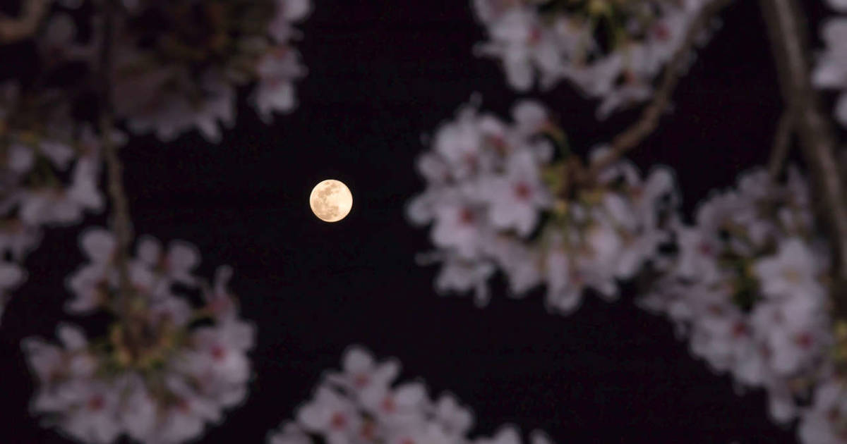 Lua das Flores: Saiba quando a pode ver e porque se chama assim