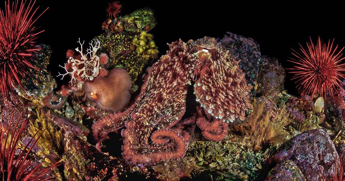 As estranhas razões pelas quais os polvos mudam de forma e de cor