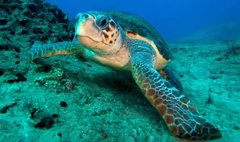O que torna as tartarugas marinhas tão especiais