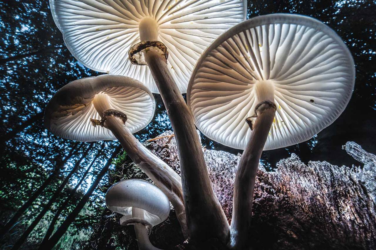 Esporos De Amanita Phalloides Imágenes De Plantas De Esporos Libres