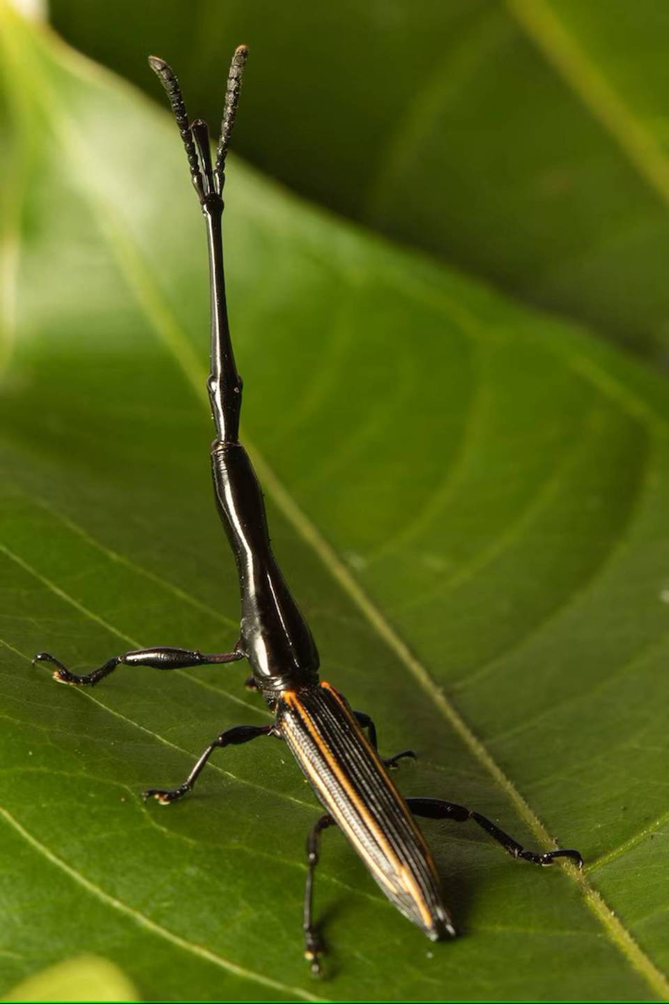 Este insecto pode ser 26 vezes maior do que o seu espécime mais pequeno