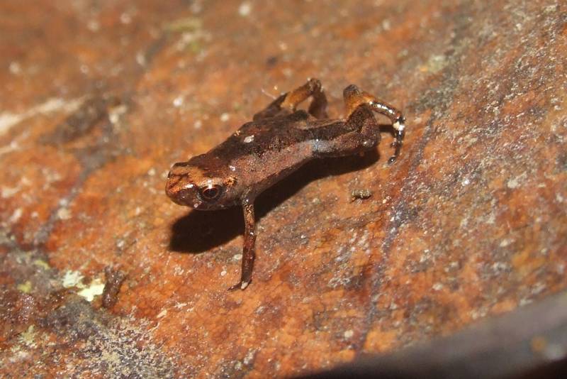 Sapinho-pulga, o mais pequeno vertebrado conhecido