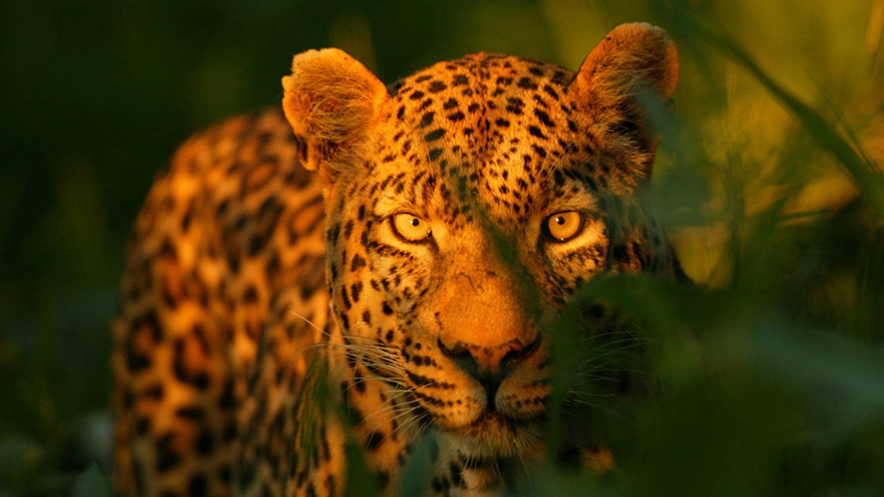 Leopardo