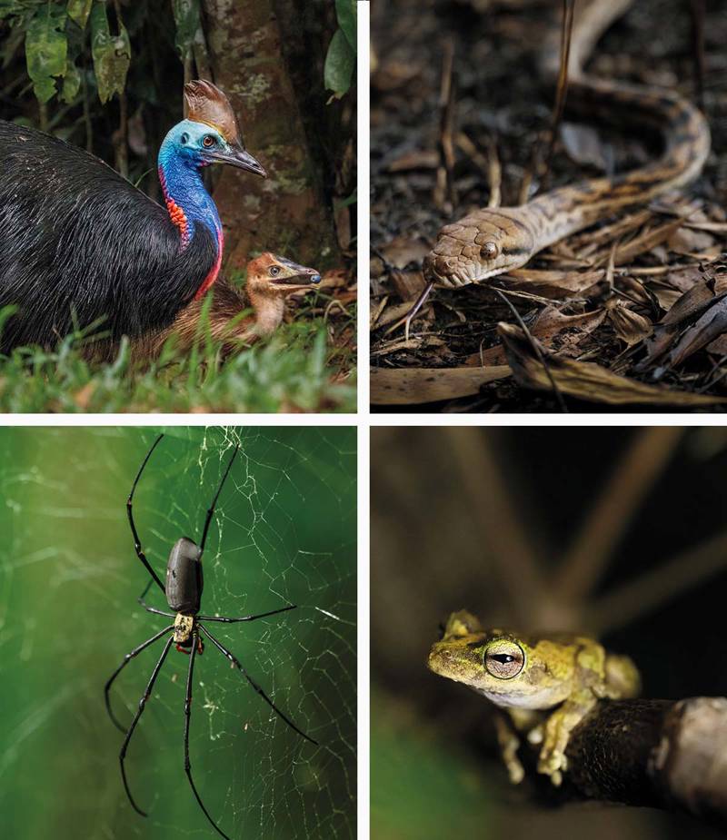 Na Austrália, Siobhan reclama o Biri Biri para as mulheres irukandji