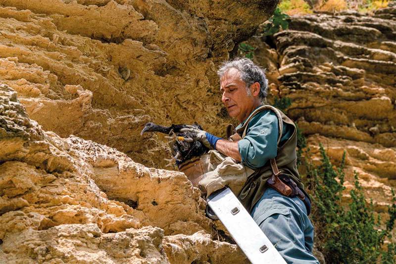 E, no céu, um rasto de íbis-eremitas