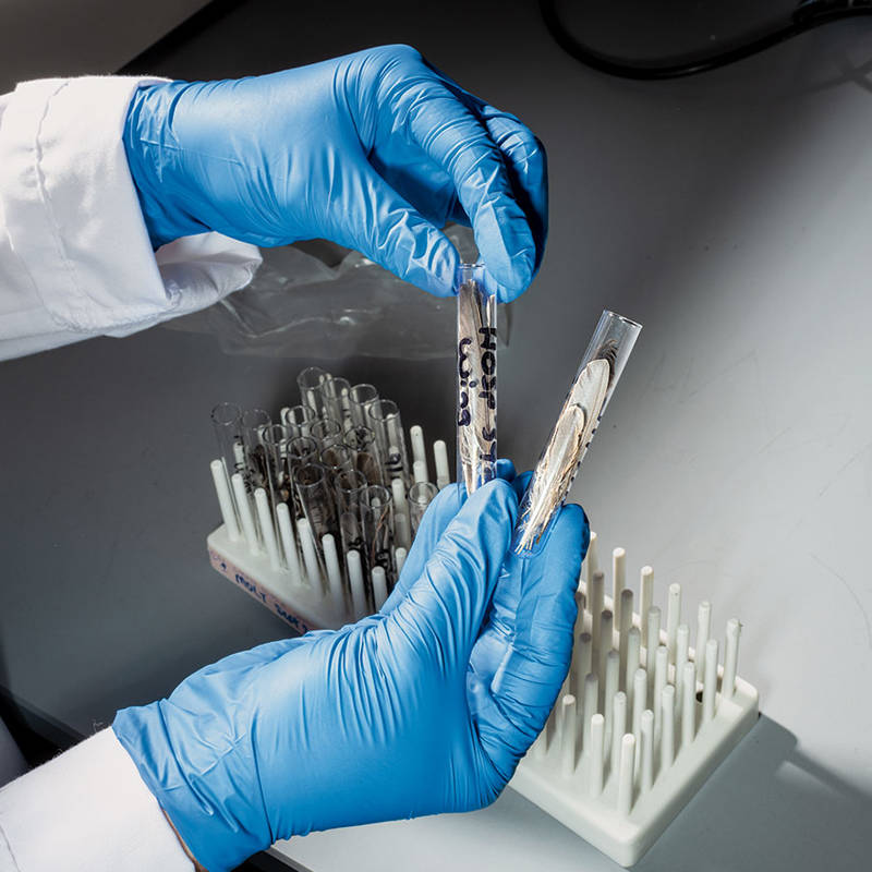 Nitroplasto, o primeiro organelo intracelular de fixação de azoto