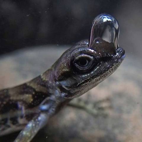 O que torna as tartarugas marinhas tão especiais