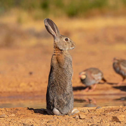 O que é e como se define uma raça no reino animal?