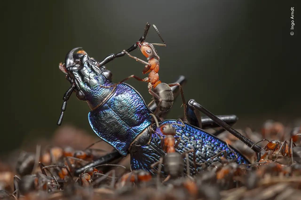 13 impressionantes fotografias premiadas no Wildlife Photographer of ...