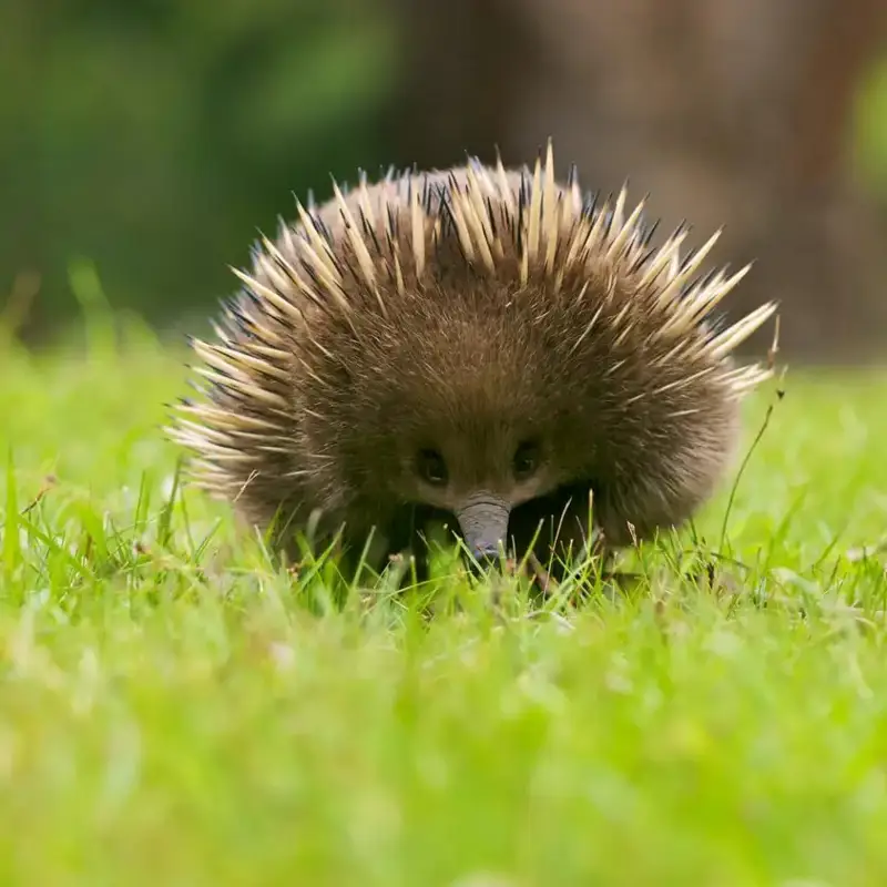 Na Ilha das Cobras, quem é mais perigoso? As serpentes ou os humanos?
