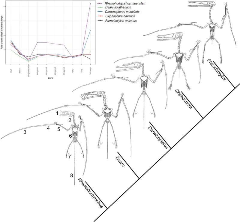 Skiphosoura bavarica, o réptil que um dia sobrevoou a Baviera