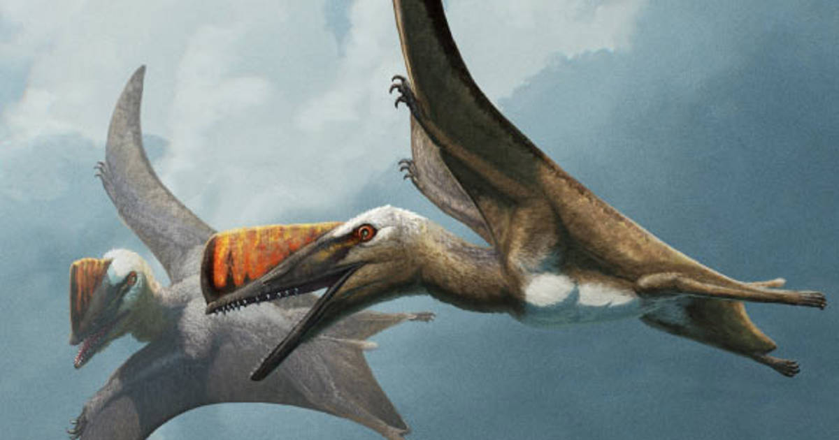 Skiphosoura bavarica, o réptil que um dia sobrevoou a Baviera