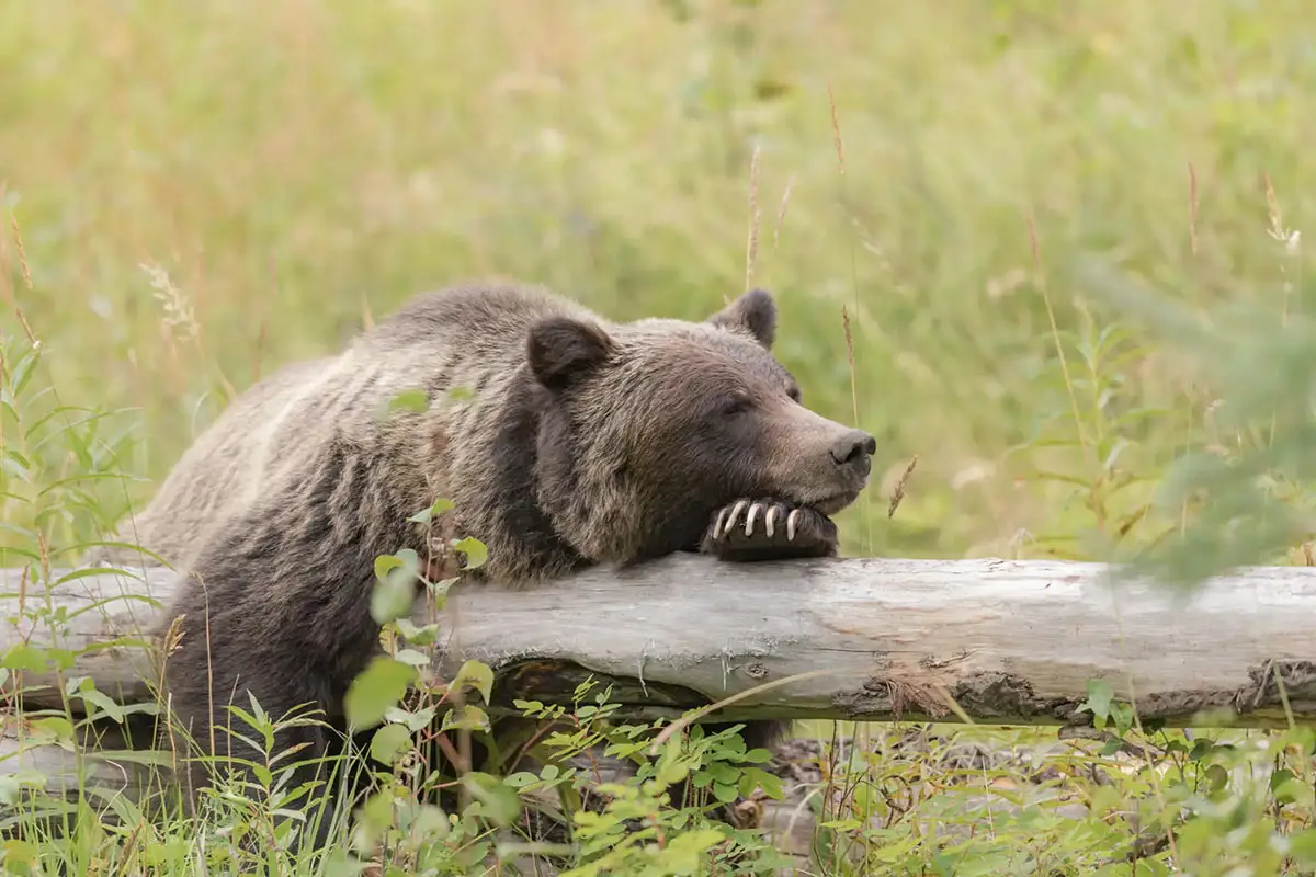 Os animais mais tranquilos e descontraídos (e porque têm motivos para isso)