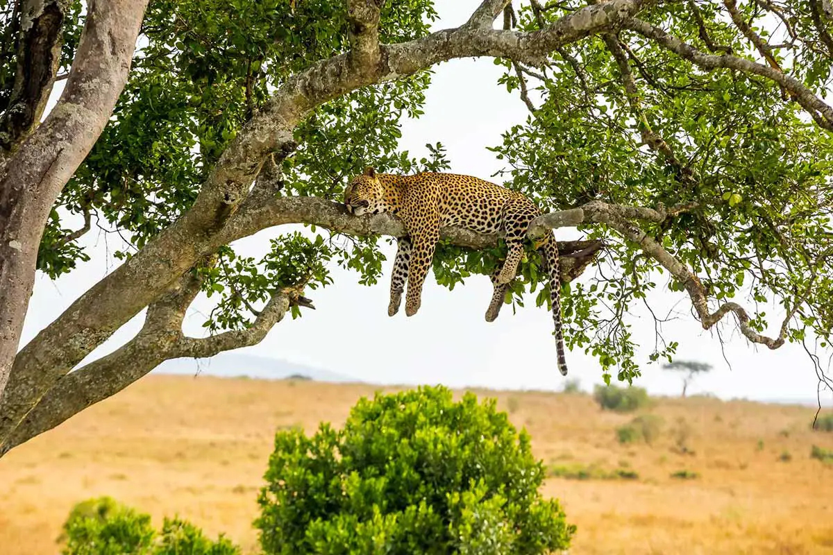 Os animais mais tranquilos e descontraídos (e porque têm motivos para isso)