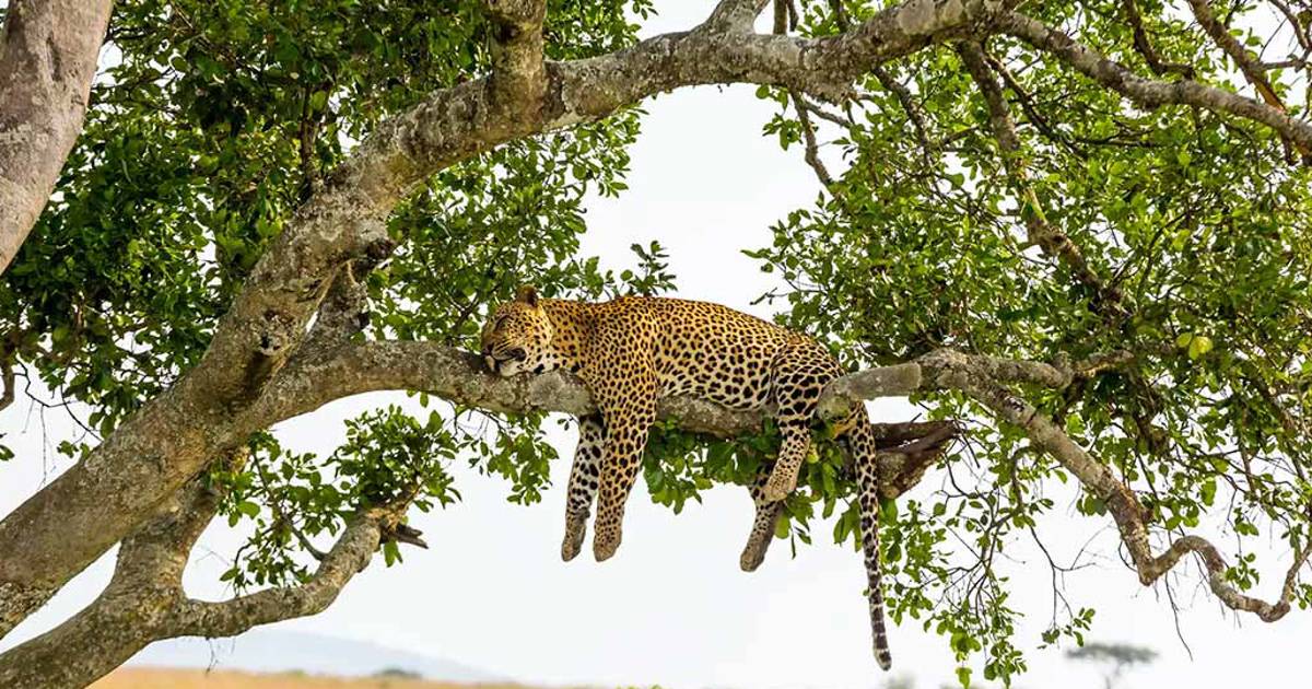 Os animais mais tranquilos e descontraídos (e porque têm motivos para isso)