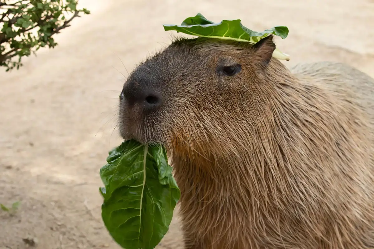 Os animais mais tranquilos e descontraídos (e porque têm motivos para isso)