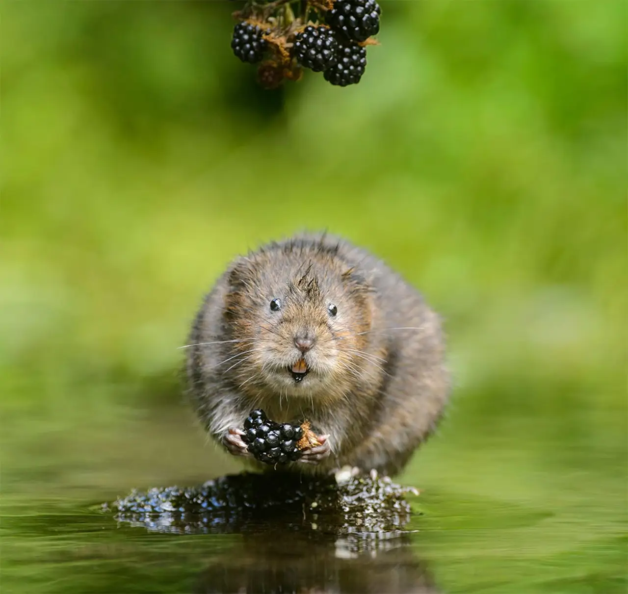 Rato-de-água vs visão-americano: quando a sobrevivência de um animal ...