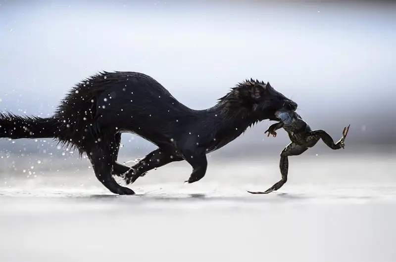 Rato-de-água vs visão-americano: quando a sobrevivência de um animal ...