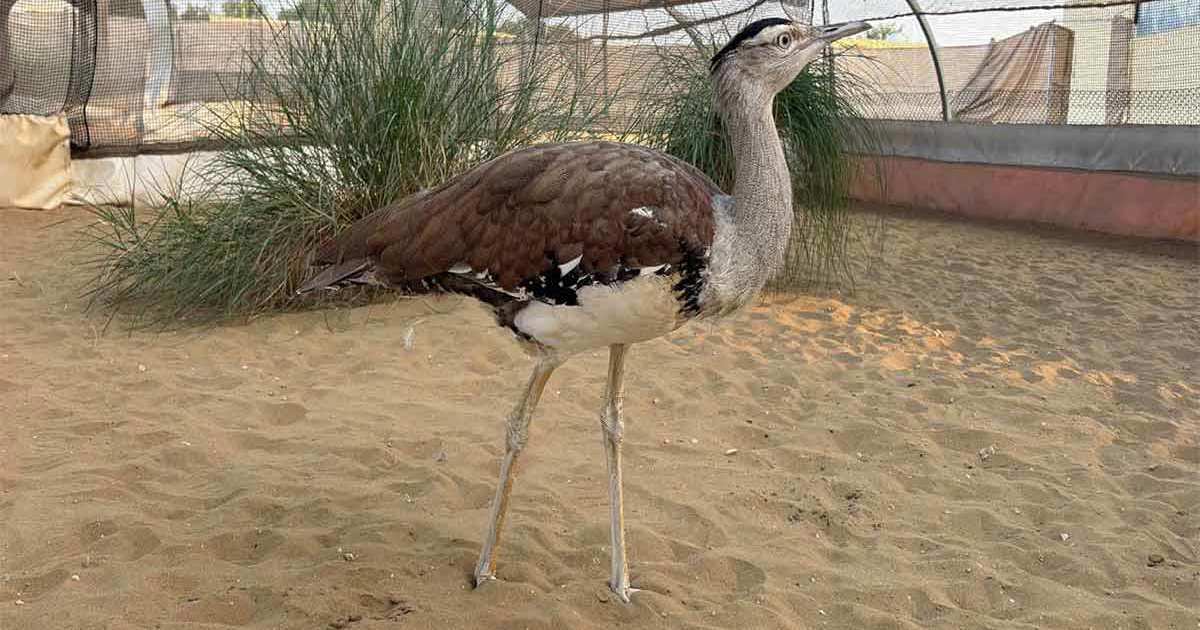 Cientistas indianos estão a salvar uma ave rara – fazendo-a acasalar com bonecos