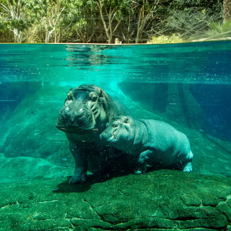 8 curiosidades sobre as zebras