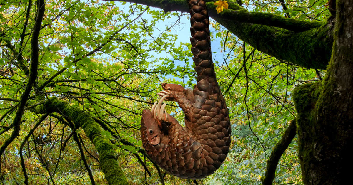 Pangolim: o que sabemos sobre este animal-armadura