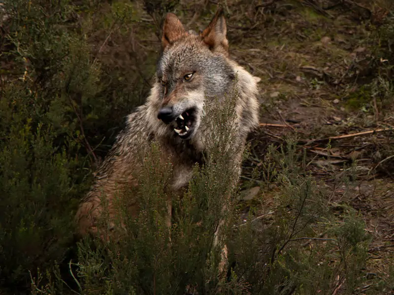 As vidas e tradições que o Gerês acolhe e preserva