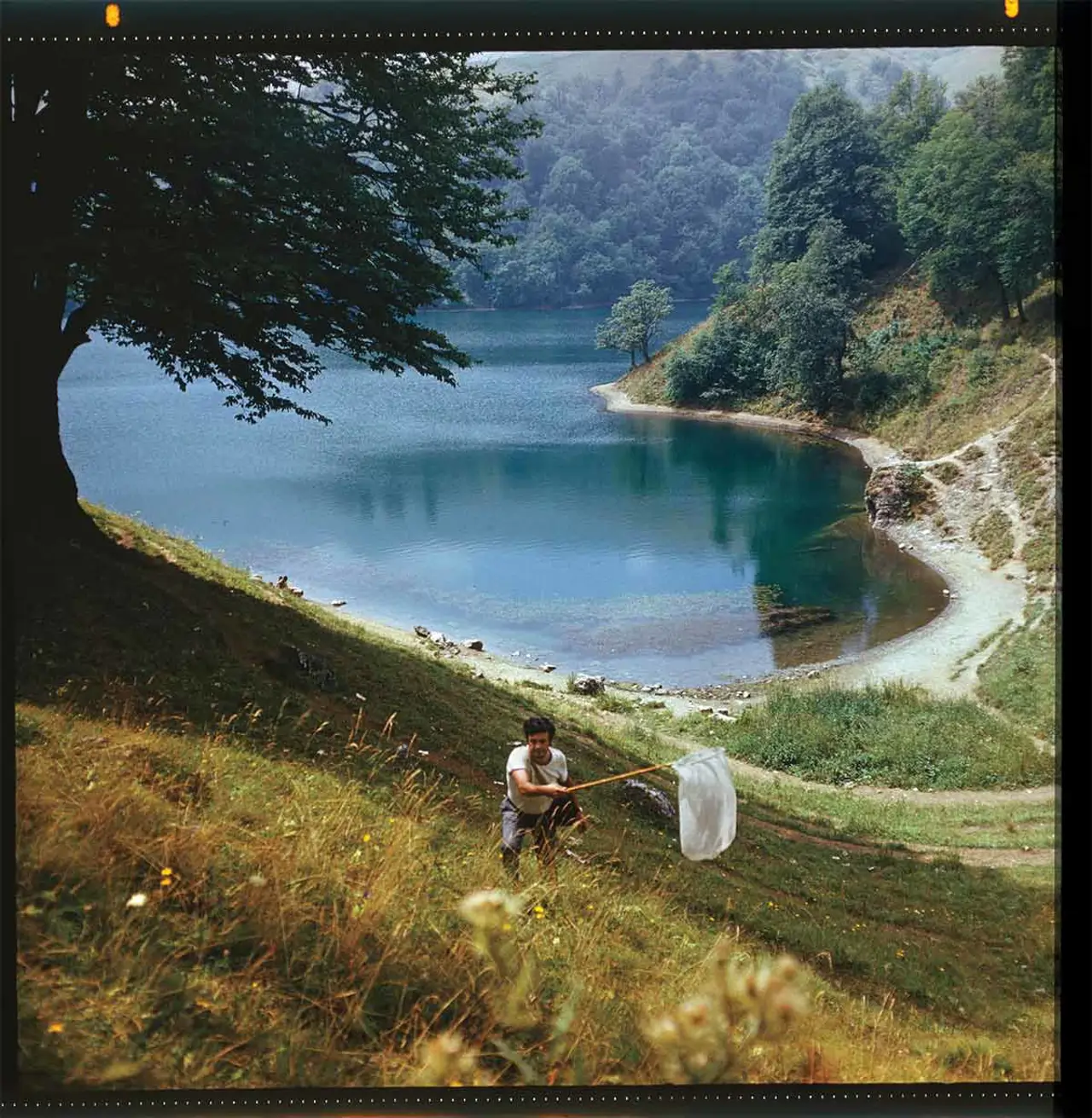 A demanda de uma filha para encontrar uma borboleta rara baptizada em ...