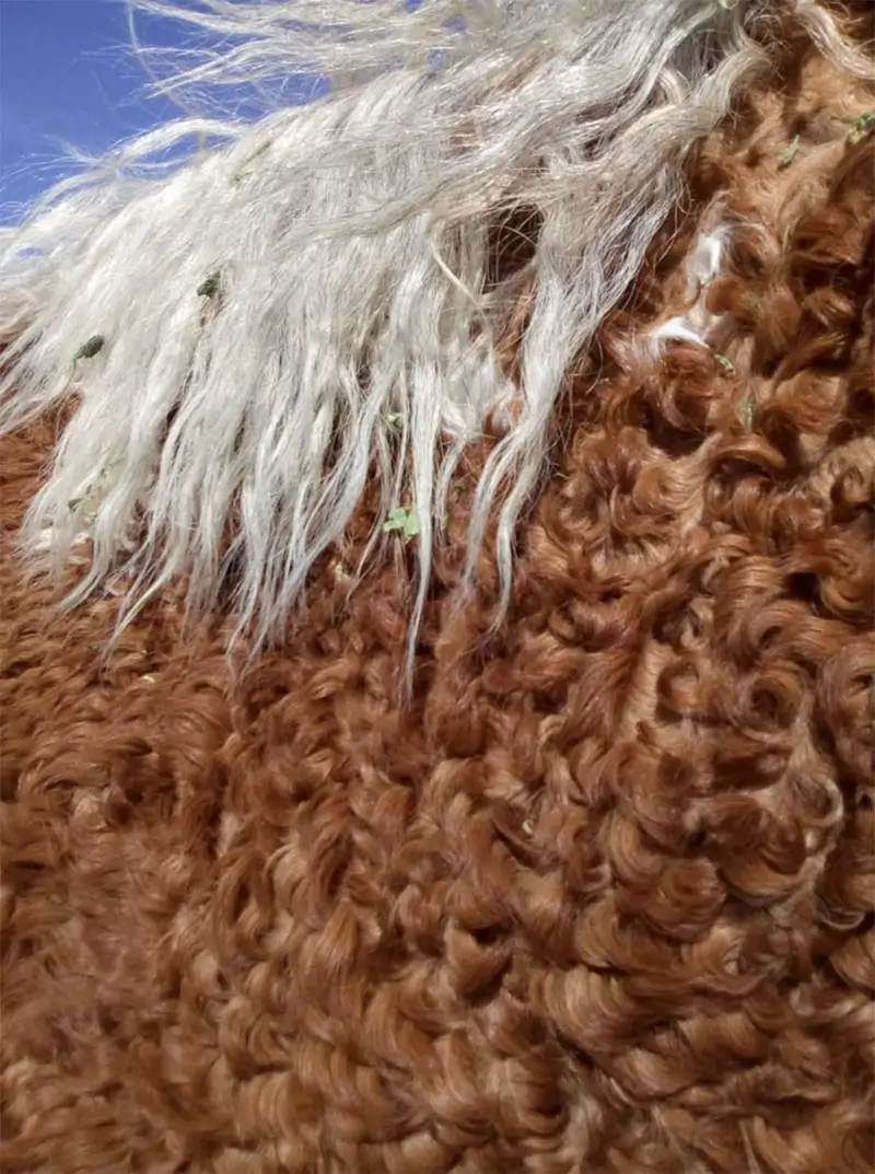 O lendário Criollo Argentino que Charles Darwin não encontrou resiste – ainda que com dificuldades