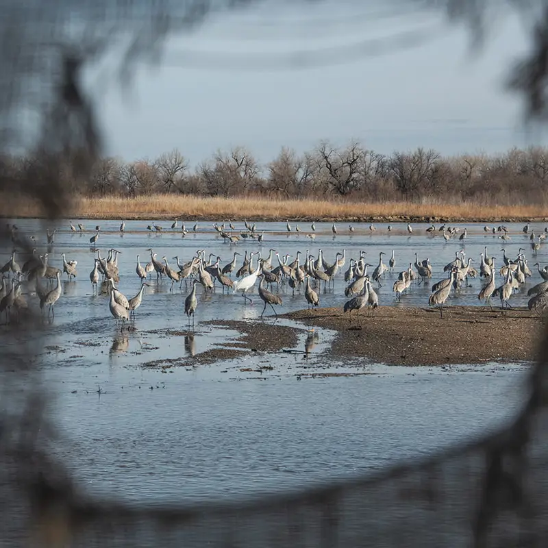Megalodonte, o monstro marinho mais letal do oceano
