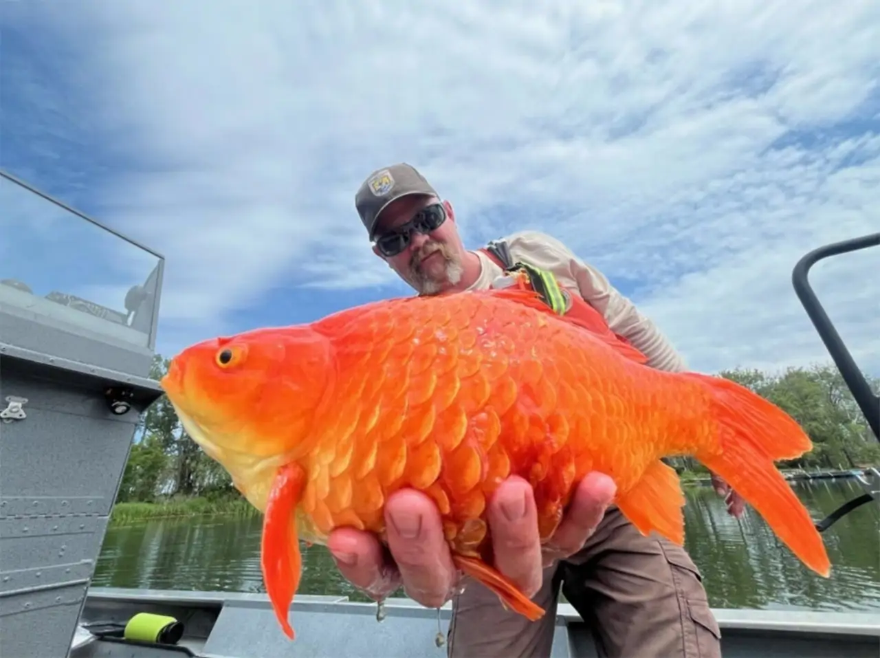 Como este peixinho-dourado ‘megalodonte’ ficou tão grande
