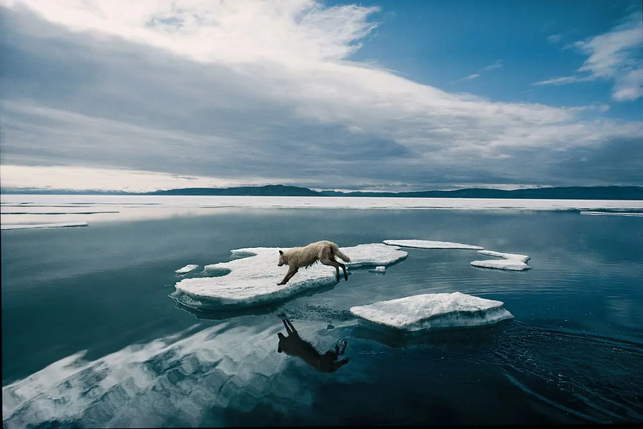 Deixou-nos Jim Brandenburg, um fotógrafo que “aproximou a vida selvagem ...