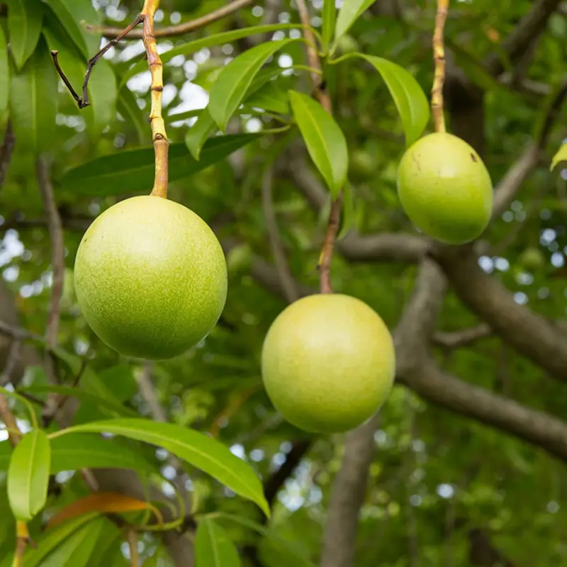 Saca-rabos: a vida errante do rato dos faraós