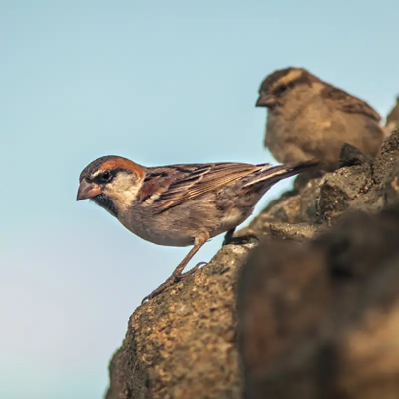 A que cheira a chuva? A ciência tem a resposta