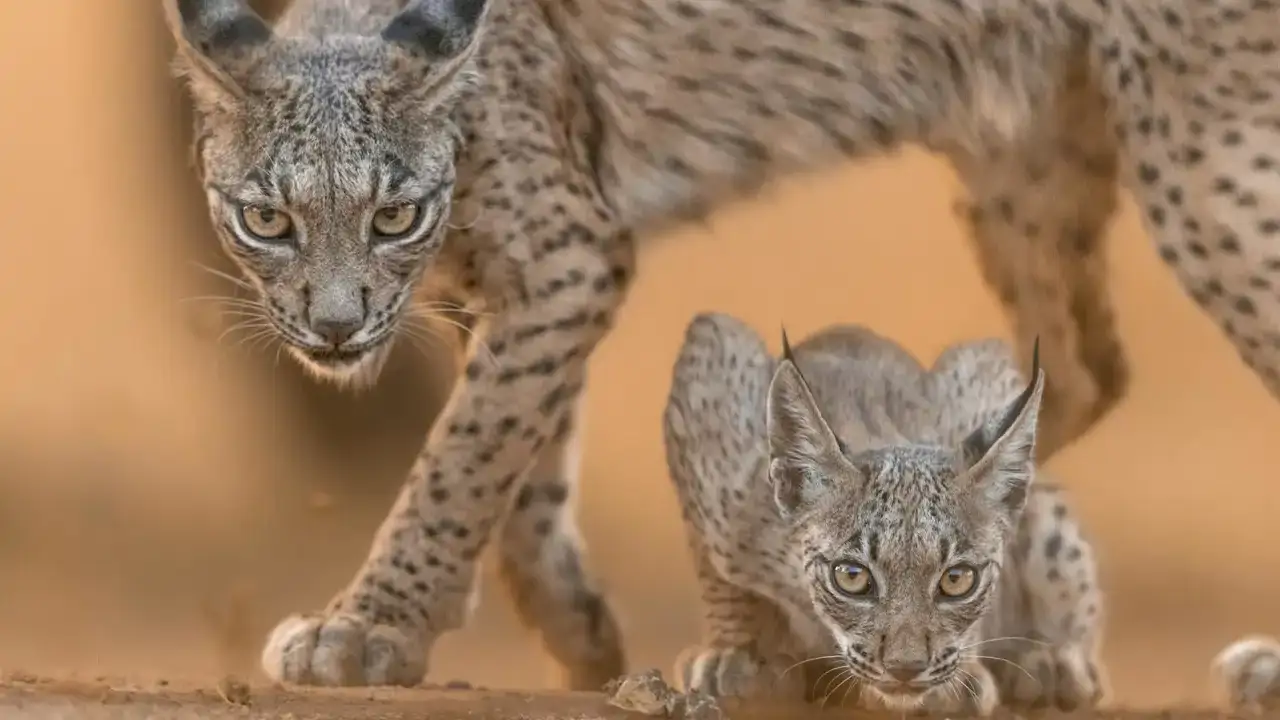 Linces