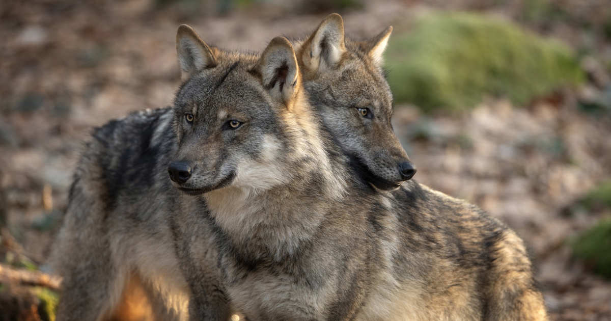 Equilíbrio ou cedência? O lobo vê o seu estatuto de protecção reduzido
