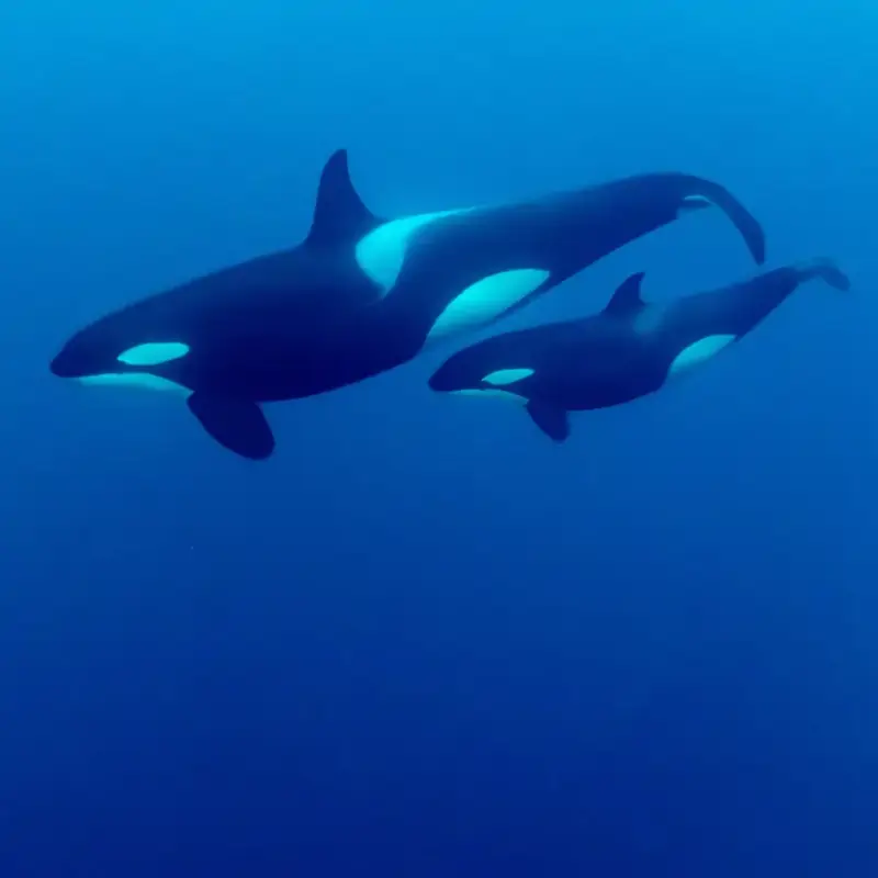 Megalodonte, o monstro marinho mais letal do oceano