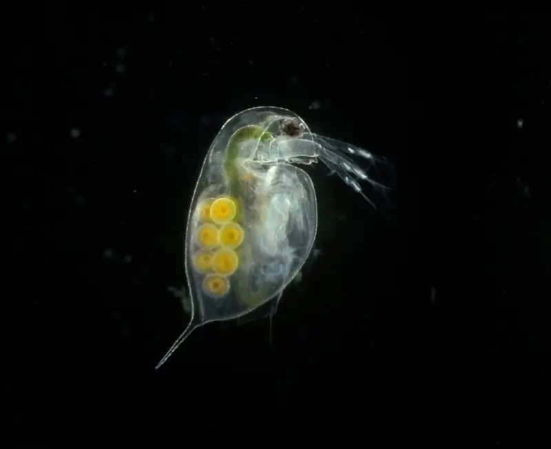 Partenogénese: quando uma fêmea produz descendência sem ser fecundada