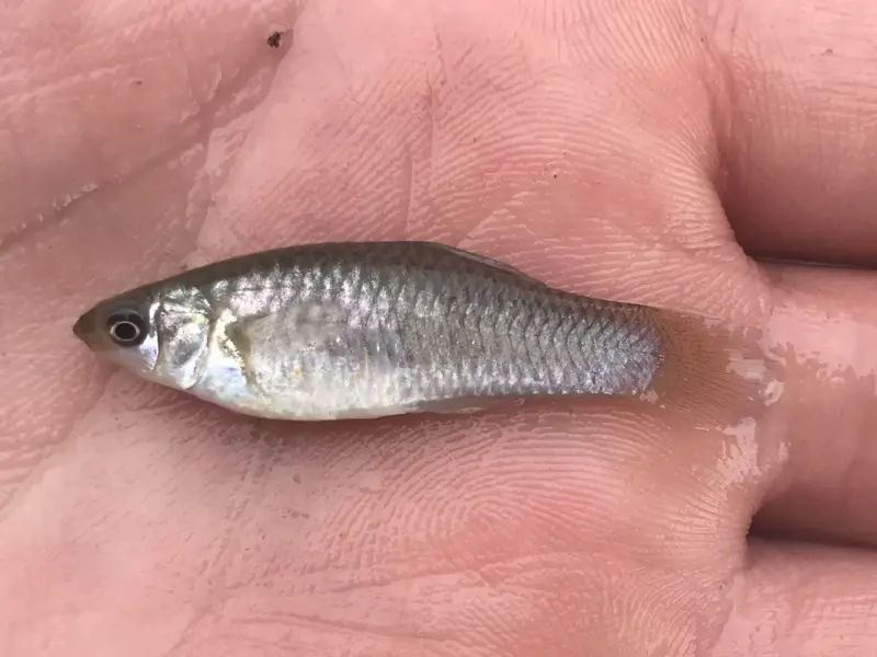 Partenogénese: quando uma fêmea produz descendência sem ser fecundada