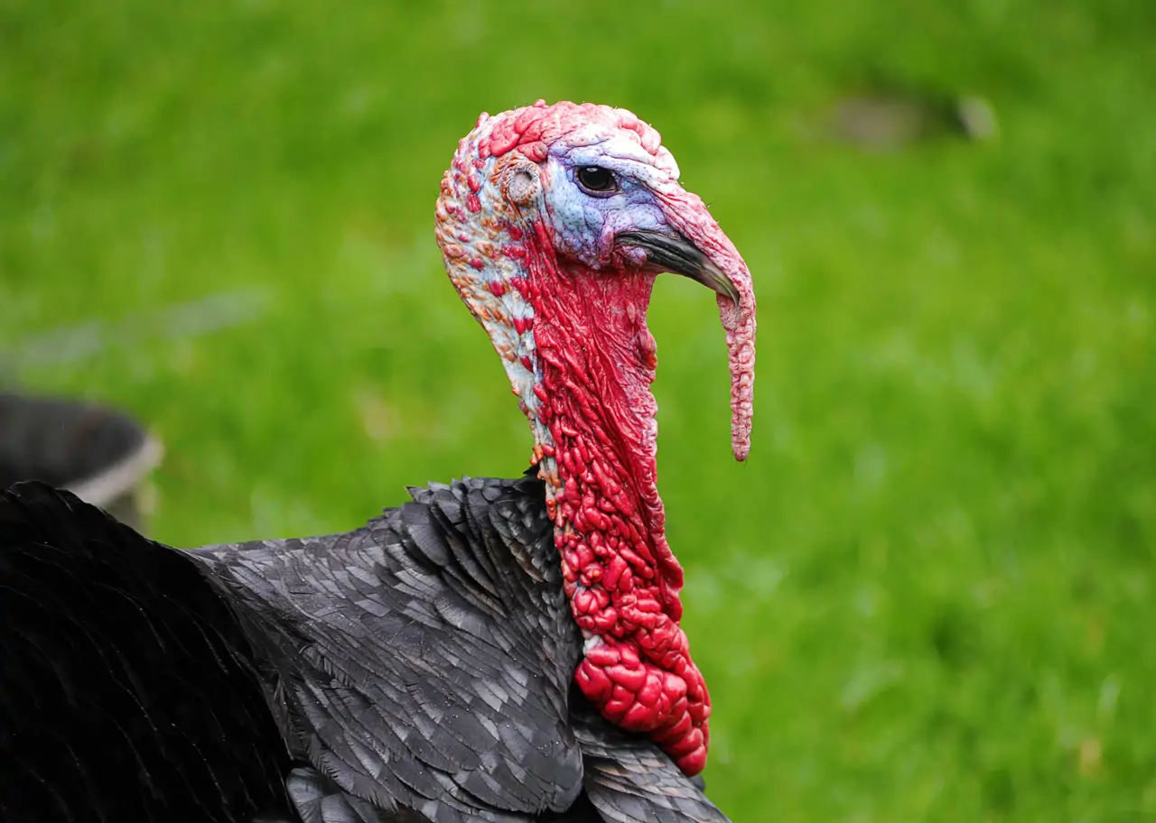 Partenogénese: quando uma fêmea produz descendência sem ser fecundada