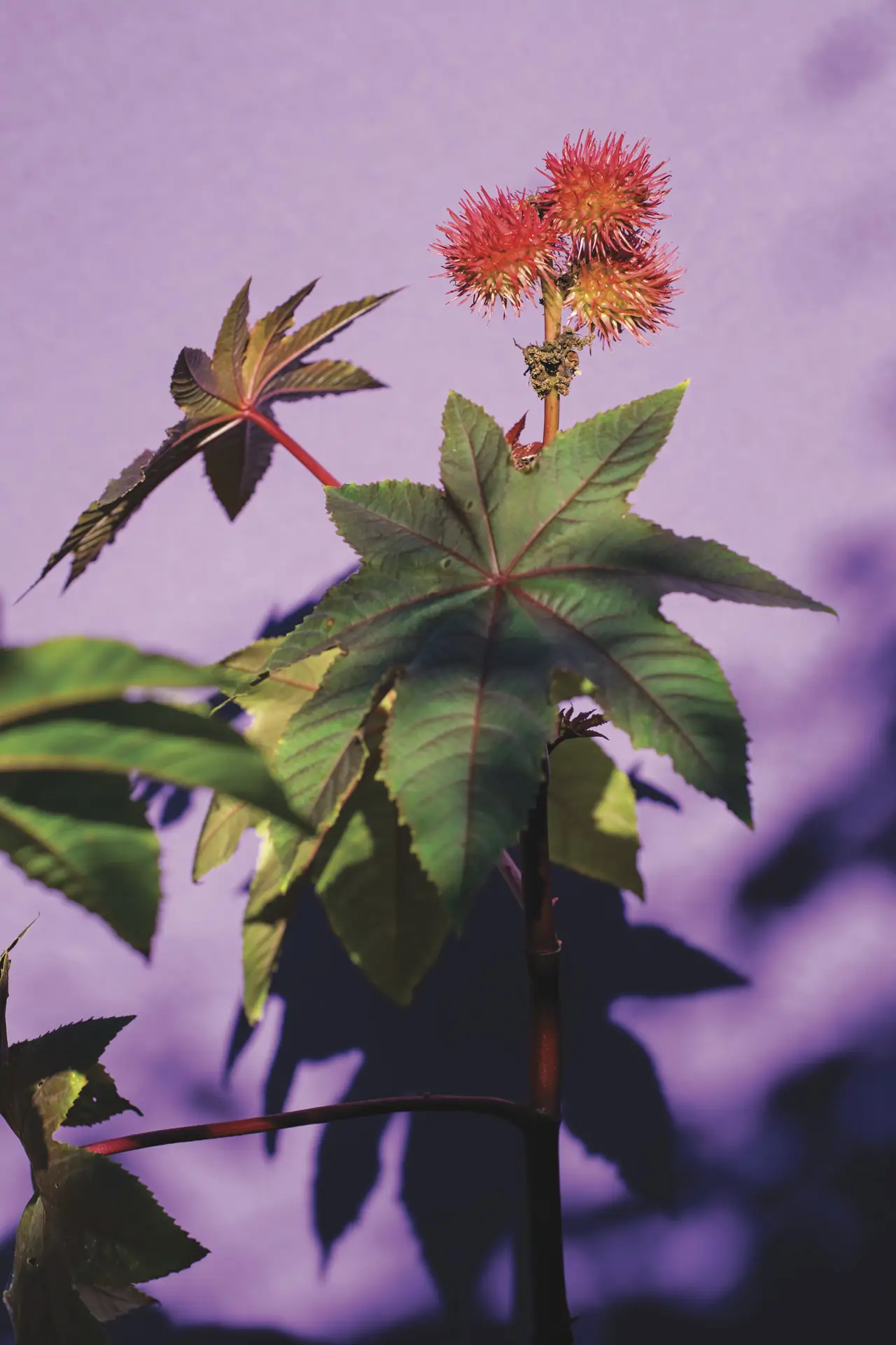 No interior do jardim mais venenoso do mundo